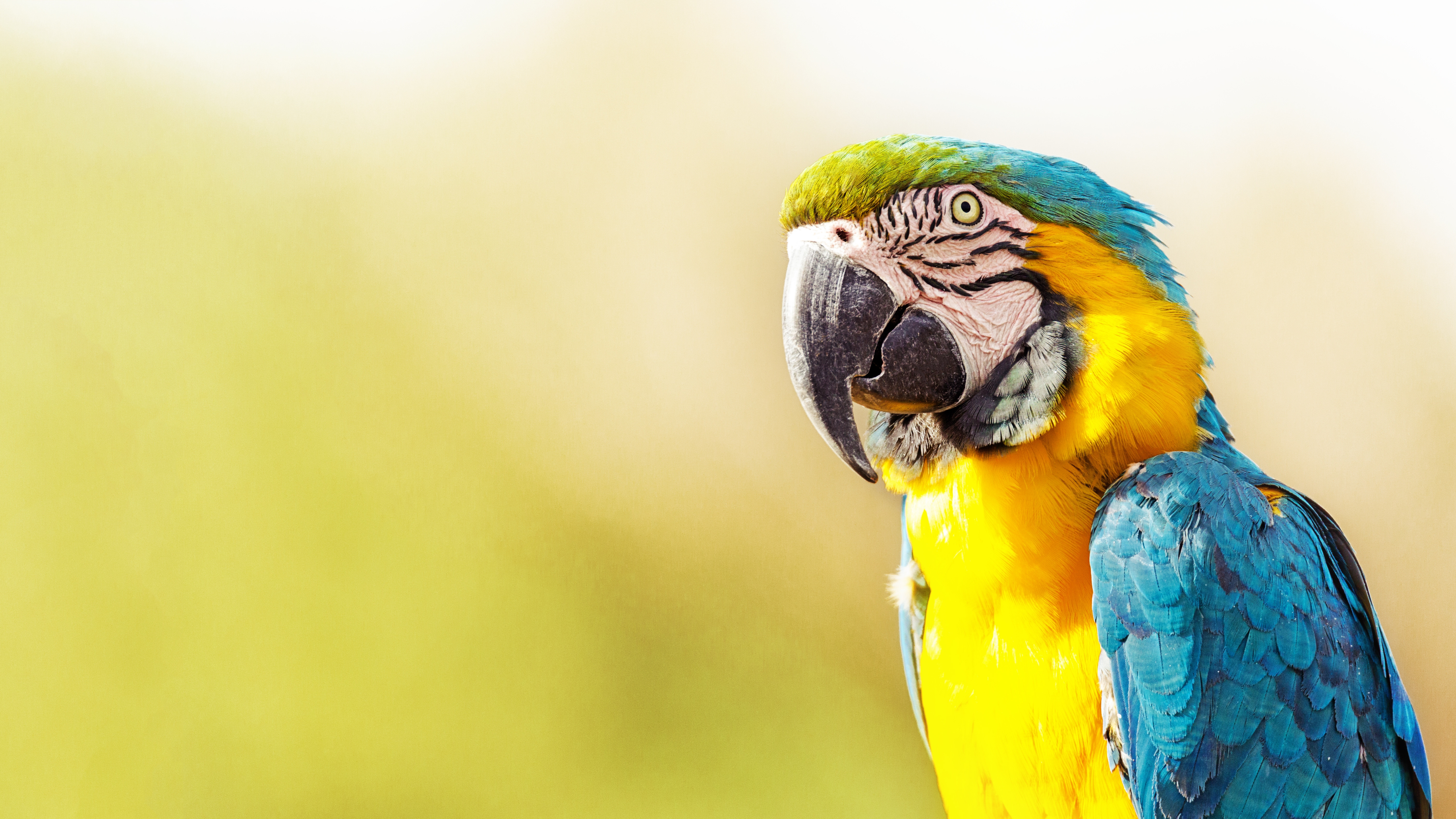 Blue and Yellow Macaw - Blue - Colours | Wonder Wall